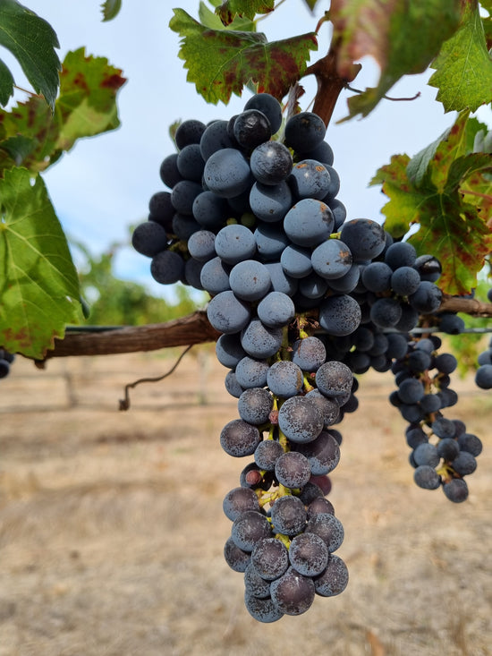 Bacchus Family Wine